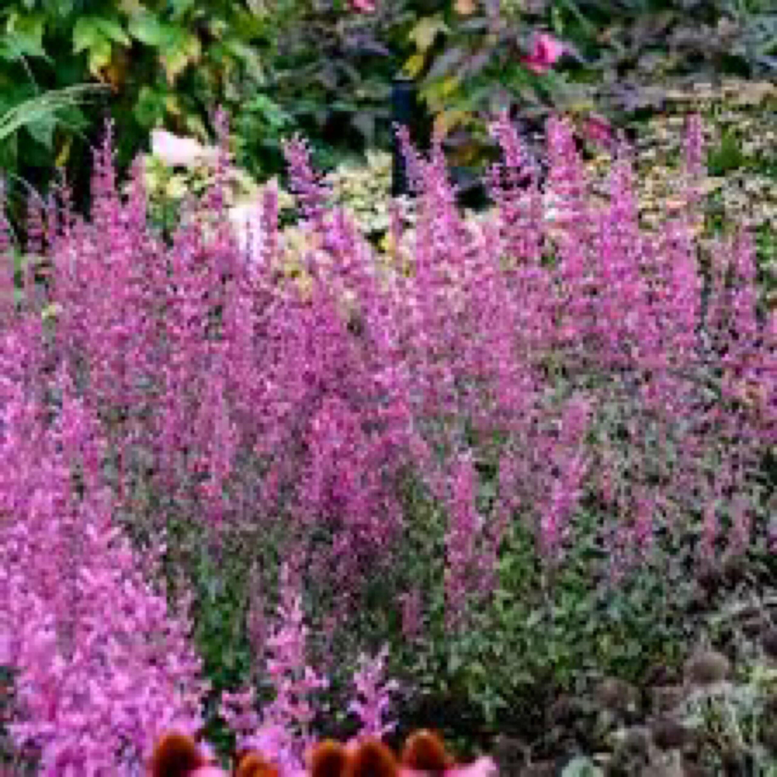 Agastache Royal Raspberry - Windridge Perennials & Landscaping
