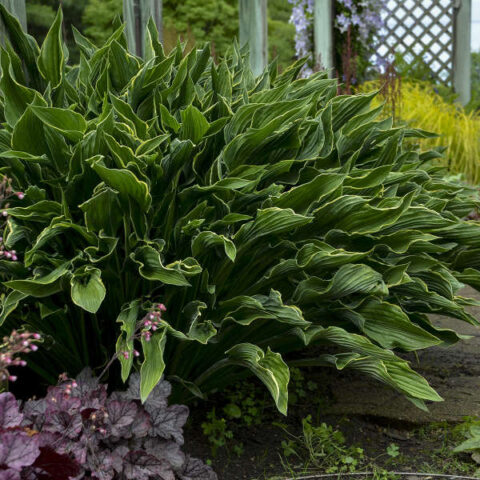 Hosta Praying Hands - Windridge Perennials & Landscaping