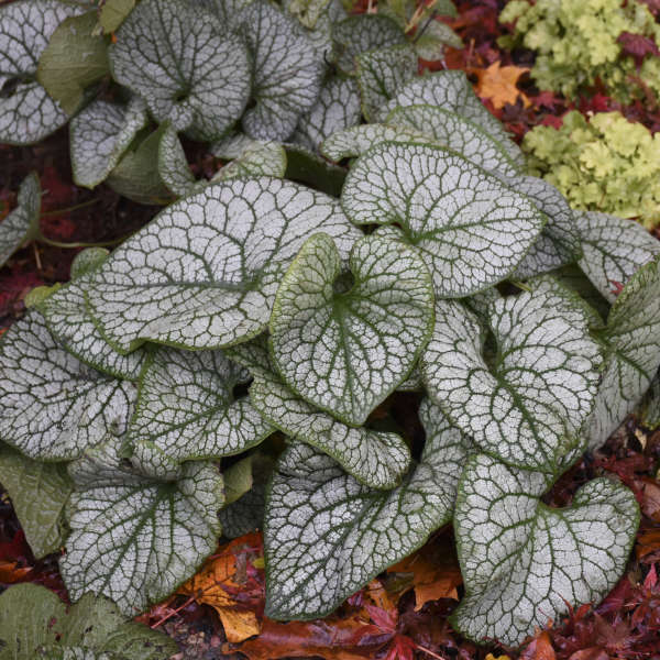 Brunnera Jack of Diamonds - Windridge Perennials & Landscaping